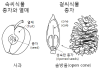 쌍떡잎식물과 외떡잎식물 나선형 관점에서 네이버 블로그